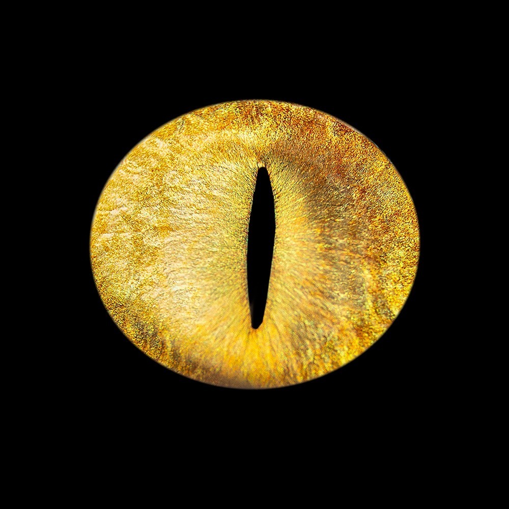 IRIS Animaux - L'Atelier de Charles
